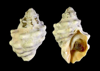 骨螺总科 Muricacea 蓝色动物学（中国动物学科普）